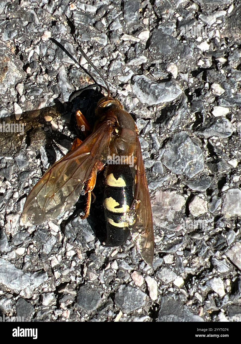 Eastern Cicada-killer Wasp (Sphecius speciosus Stock Photo - Alamy