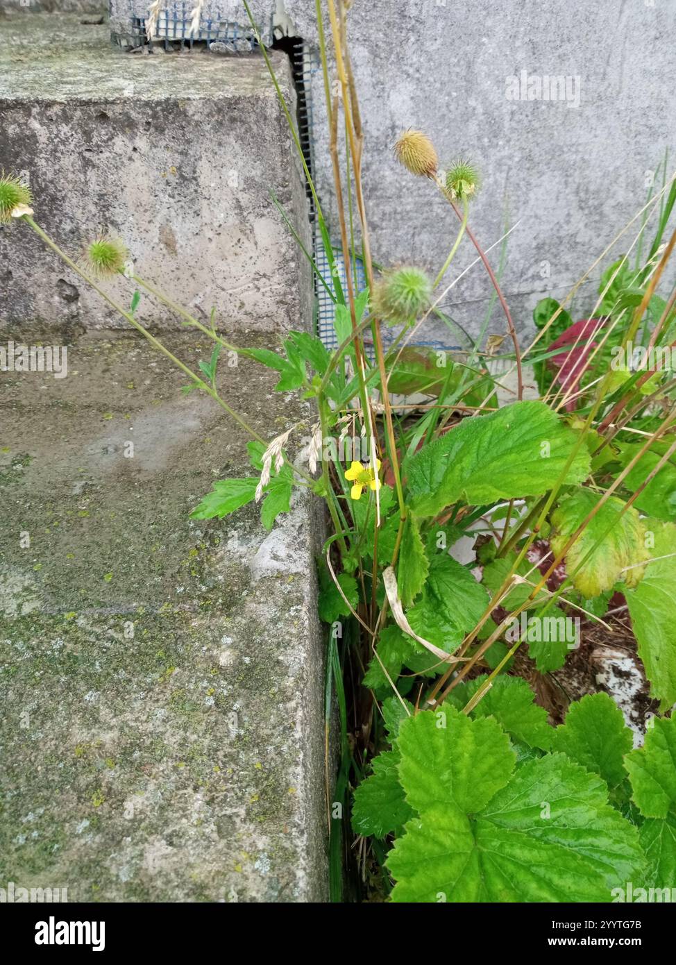 Yellow Avens (Geum aleppicum Stock Photo - Alamy
