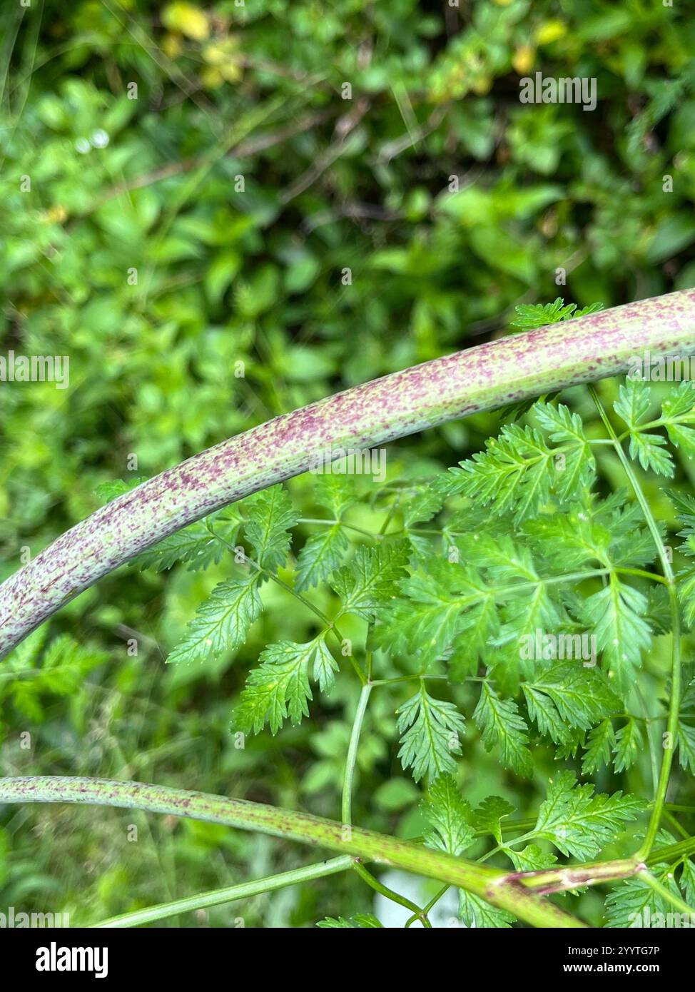 poison hemlock (Conium maculatum Stock Photo - Alamy