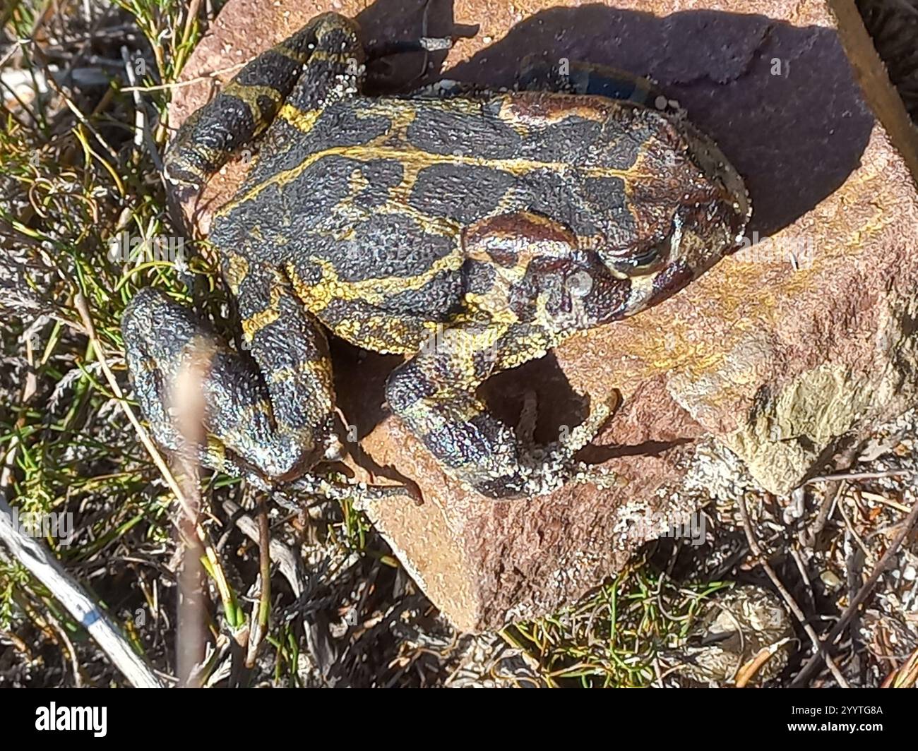 Western Leopard Toad (Sclerophrys pantherina Stock Photo - Alamy