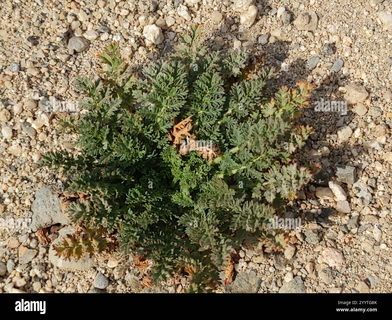 Redstem Stork's-bill (Erodium cicutarium Stock Photo - Alamy