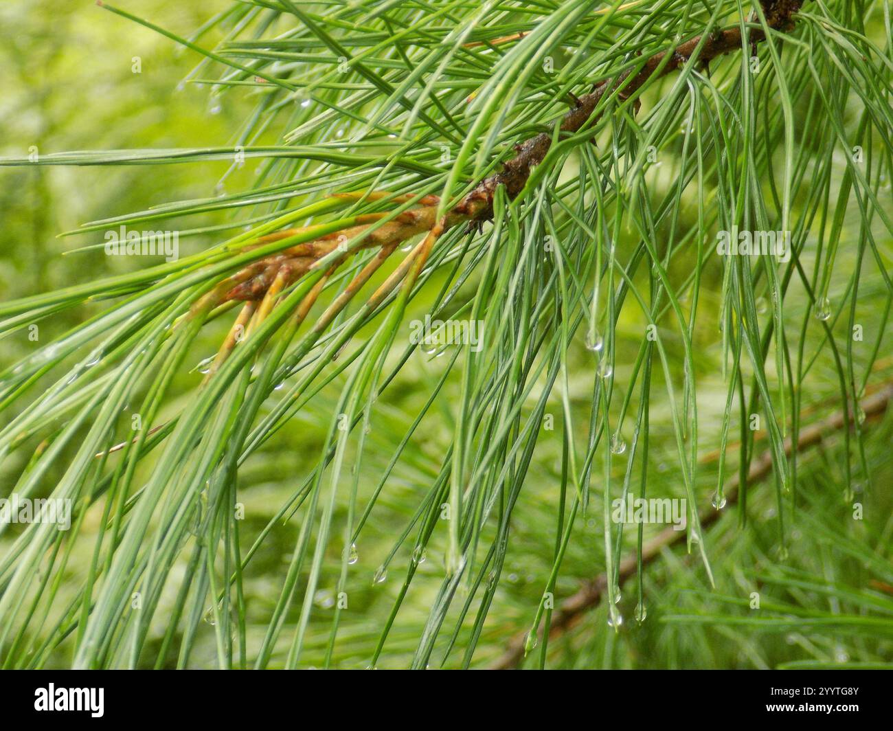 Siberian pine (Pinus sibirica Stock Photo - Alamy