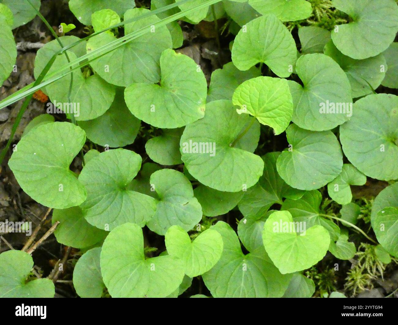 Broad-leaved Violet (Viola mirabilis Stock Photo - Alamy