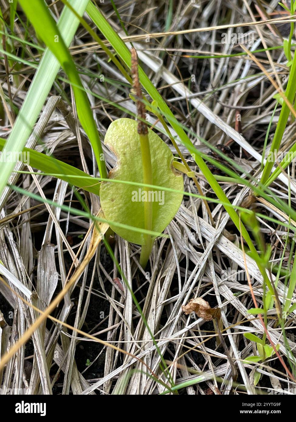 southern adder's-tongue (Ophioglossum vulgatum Stock Photo - Alamy