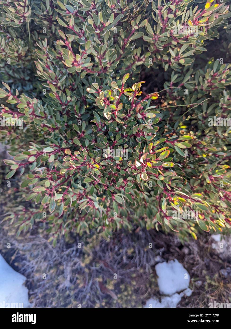 Mountain Pepper (Tasmannia lanceolata Stock Photo - Alamy