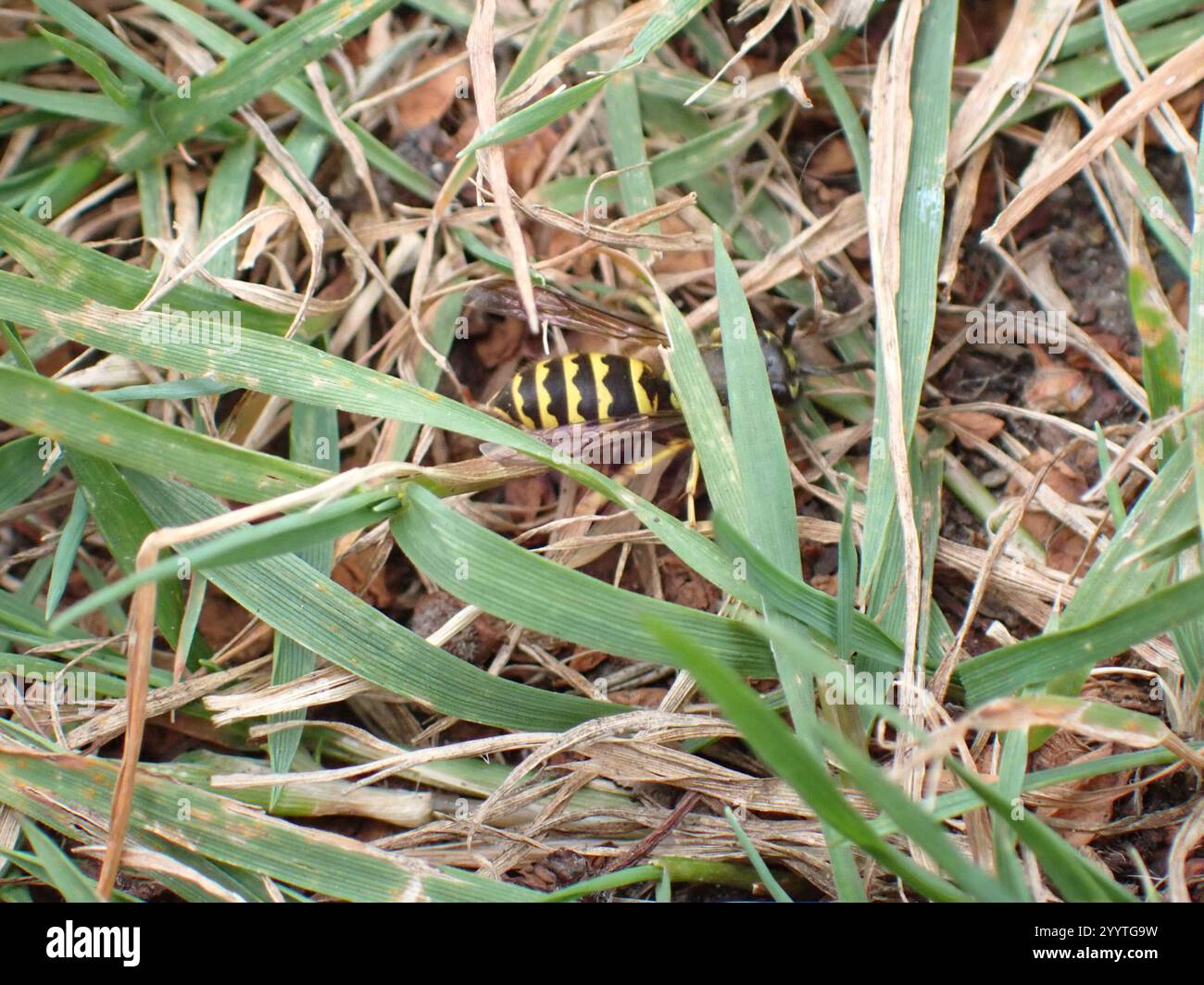 Alaska Yellowjacket (Vespula alascensis Stock Photo - Alamy