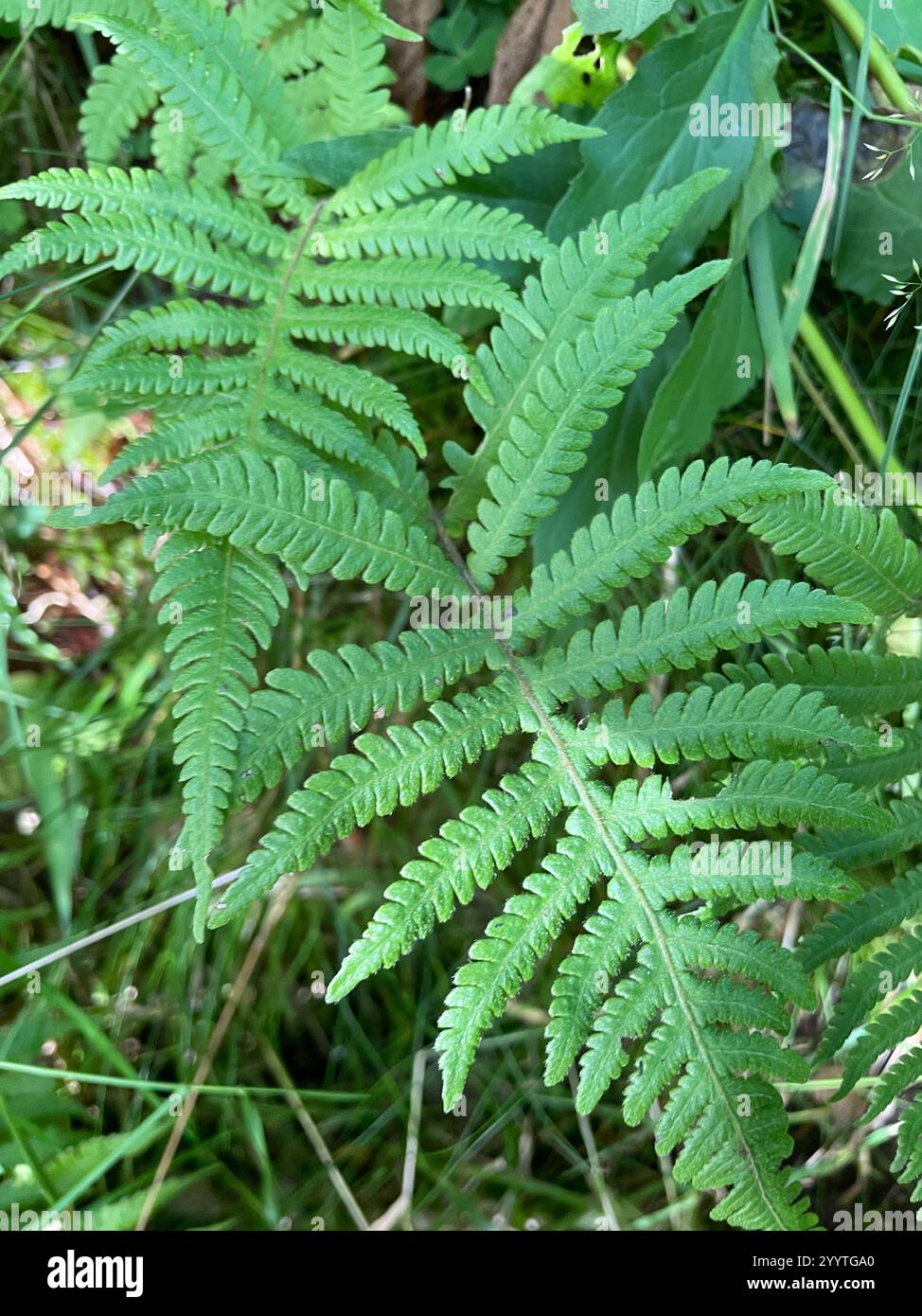 long beech fern (Phegopteris connectilis Stock Photo - Alamy