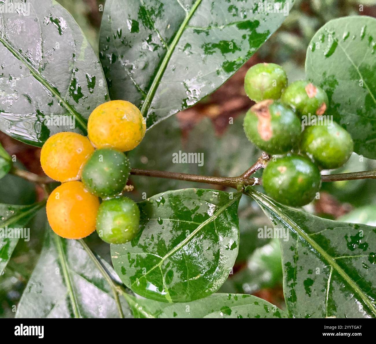 twoleaf nightshade (Solanum diphyllum Stock Photo - Alamy