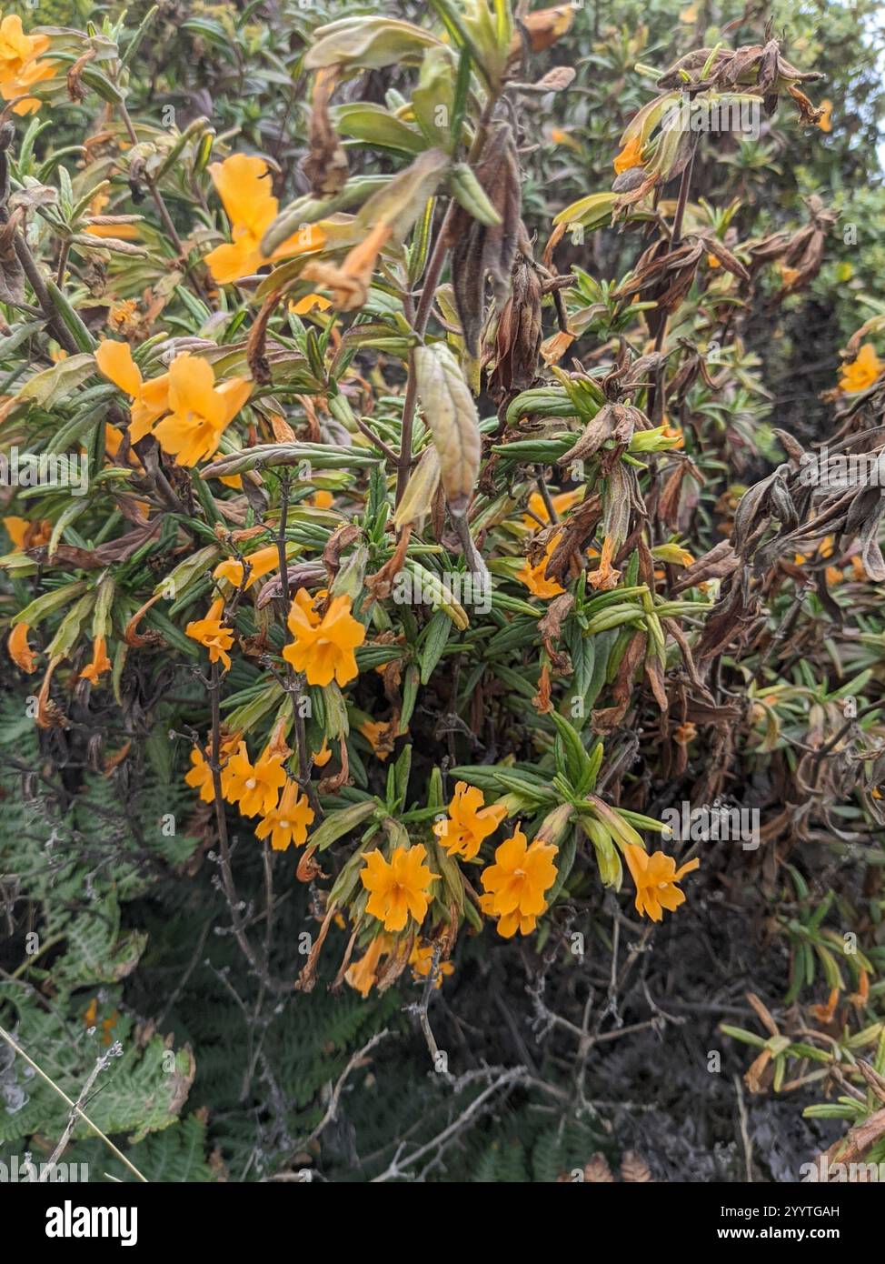 orange bush monkeyflower (Diplacus aurantiacus Stock Photo - Alamy