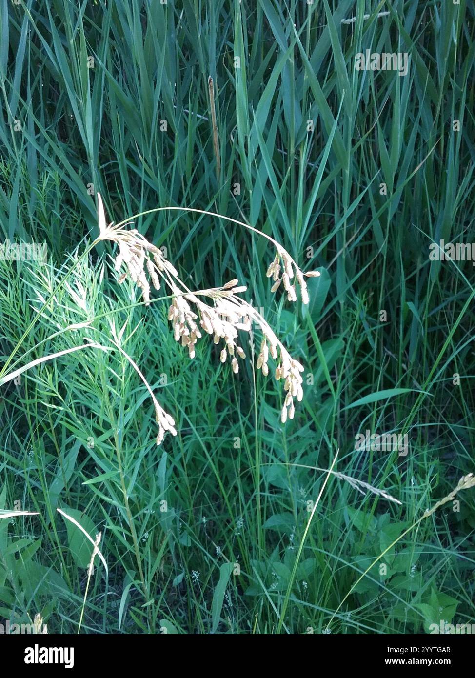 nodding bulrush (Scirpus pendulus Stock Photo - Alamy