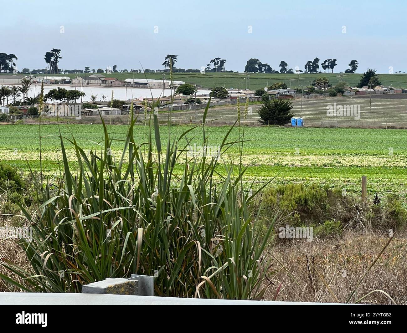 giant wild rye (Leymus condensatus Stock Photo - Alamy