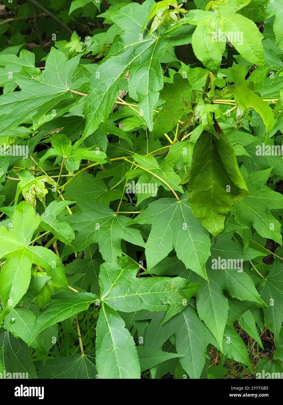 American sweetgum (Liquidambar styraciflua Stock Photo - Alamy