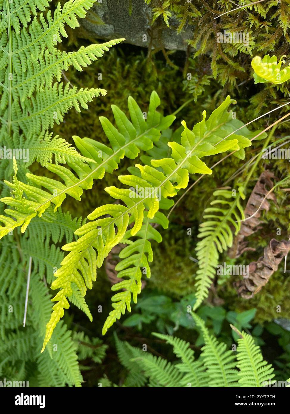 common polypody (Polypodium vulgare Stock Photo - Alamy