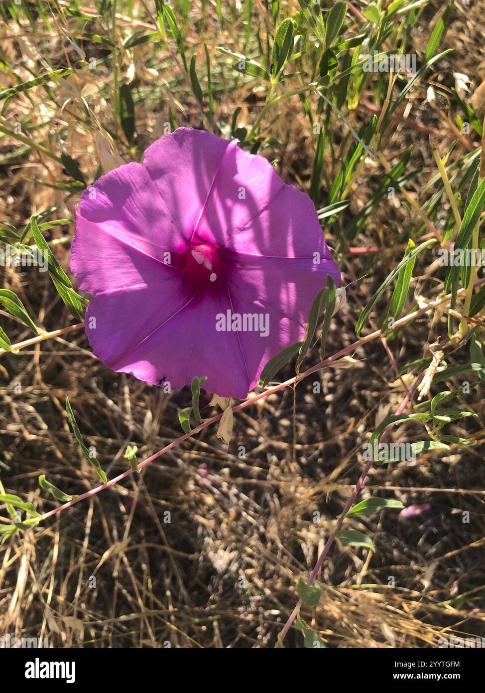 Ipomoea leptophylla bush morning glory hi-res stock photography and ...