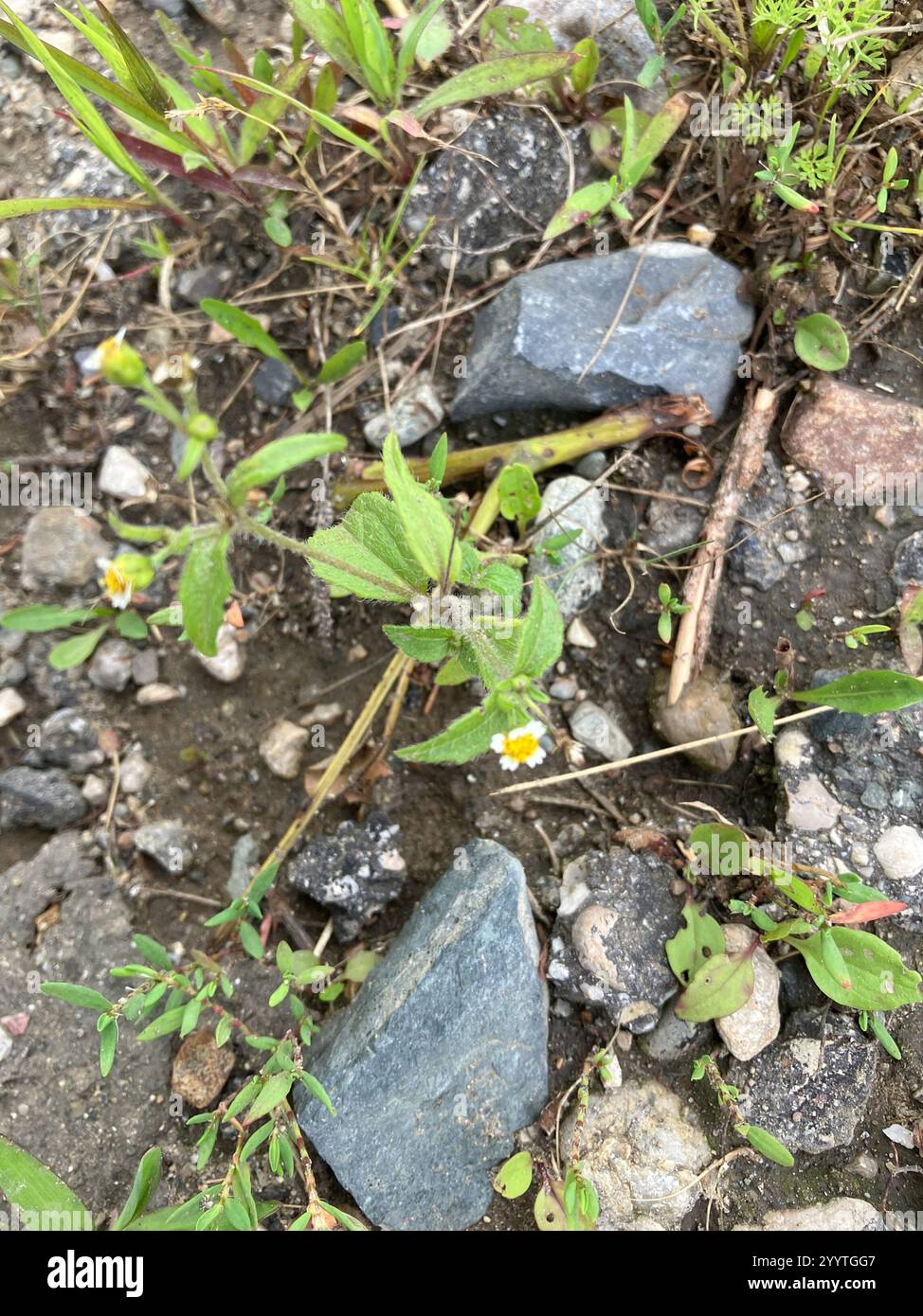 shaggy soldier (Galinsoga quadriradiata Stock Photo - Alamy