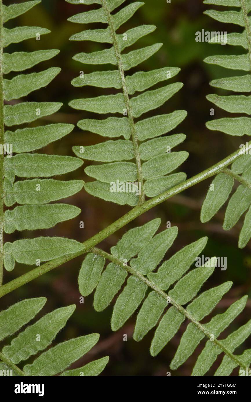 common bracken (Pteridium aquilinum Stock Photo - Alamy
