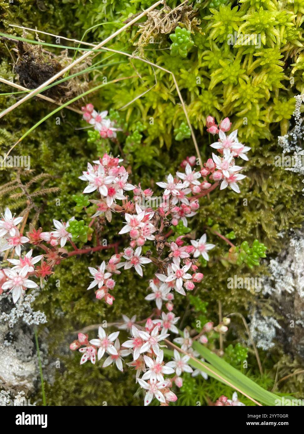 English Stonecrop (Sedum anglicum Stock Photo - Alamy