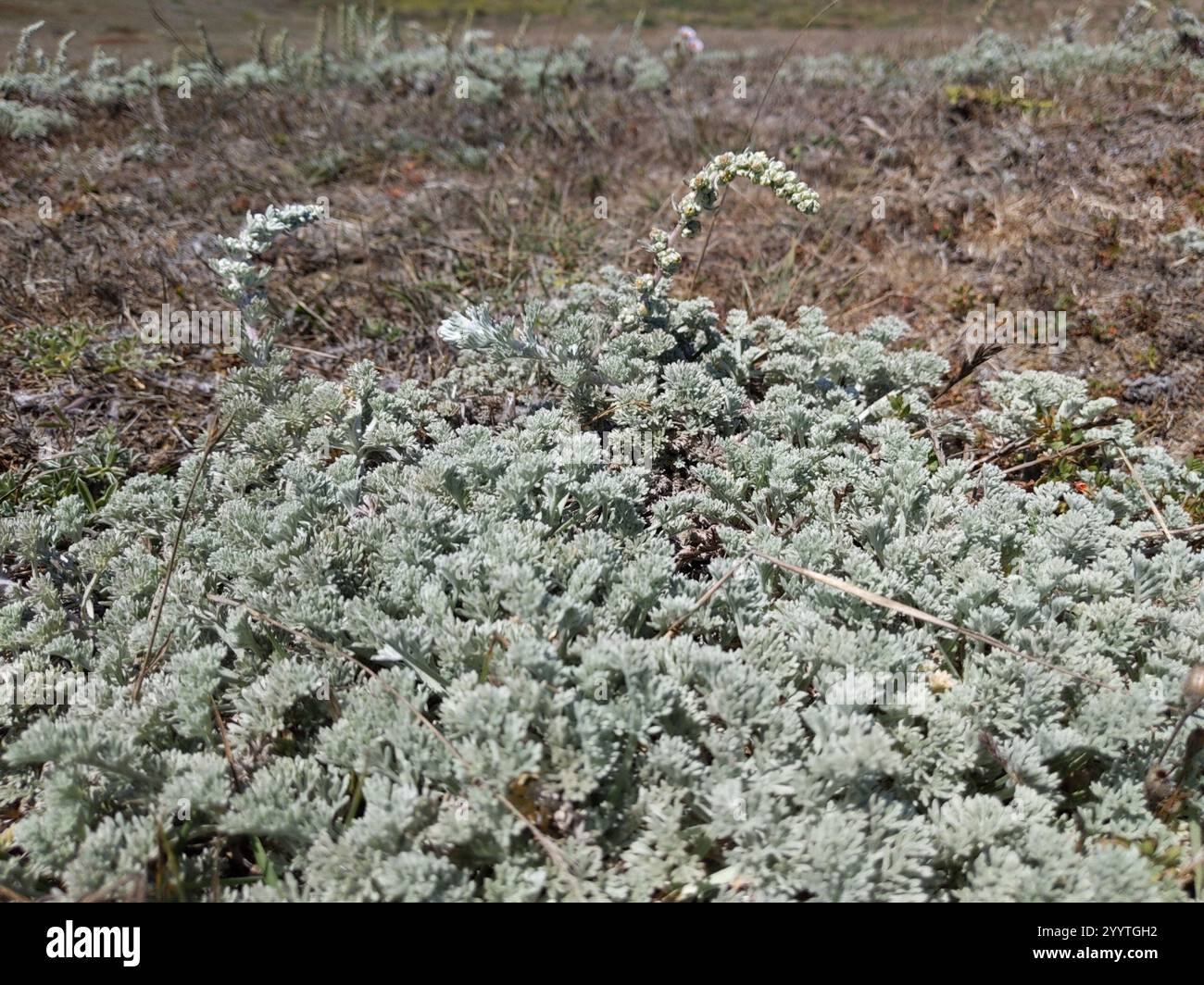 coastal sagewort (Artemisia pycnocephala Stock Photo - Alamy