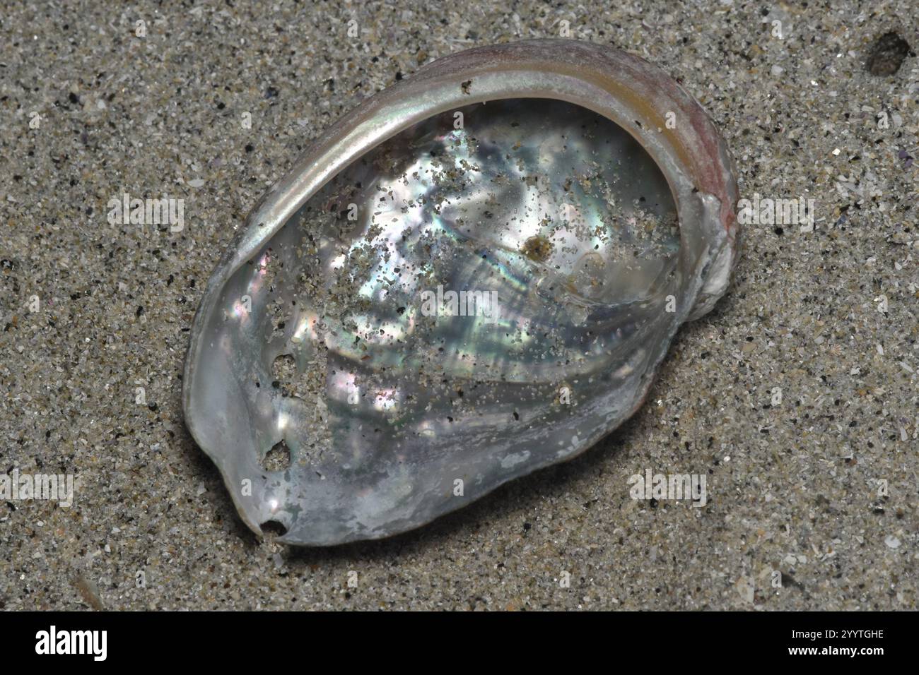 Pinto Abalone (Haliotis kamtschatkana Stock Photo - Alamy