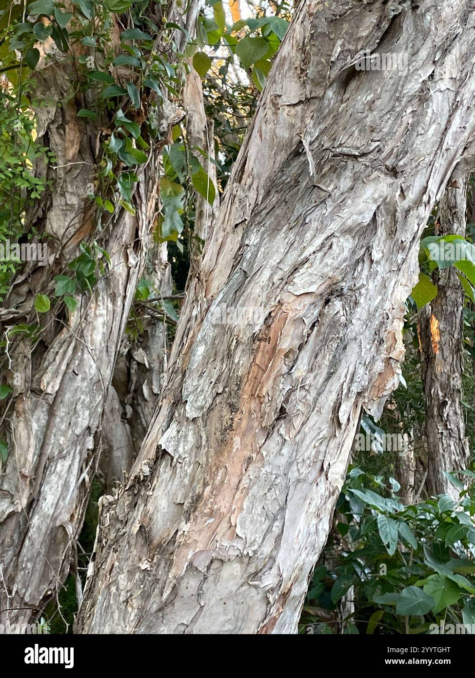 Broad-leaved paperbark (Melaleuca quinquenervia Stock Photo - Alamy