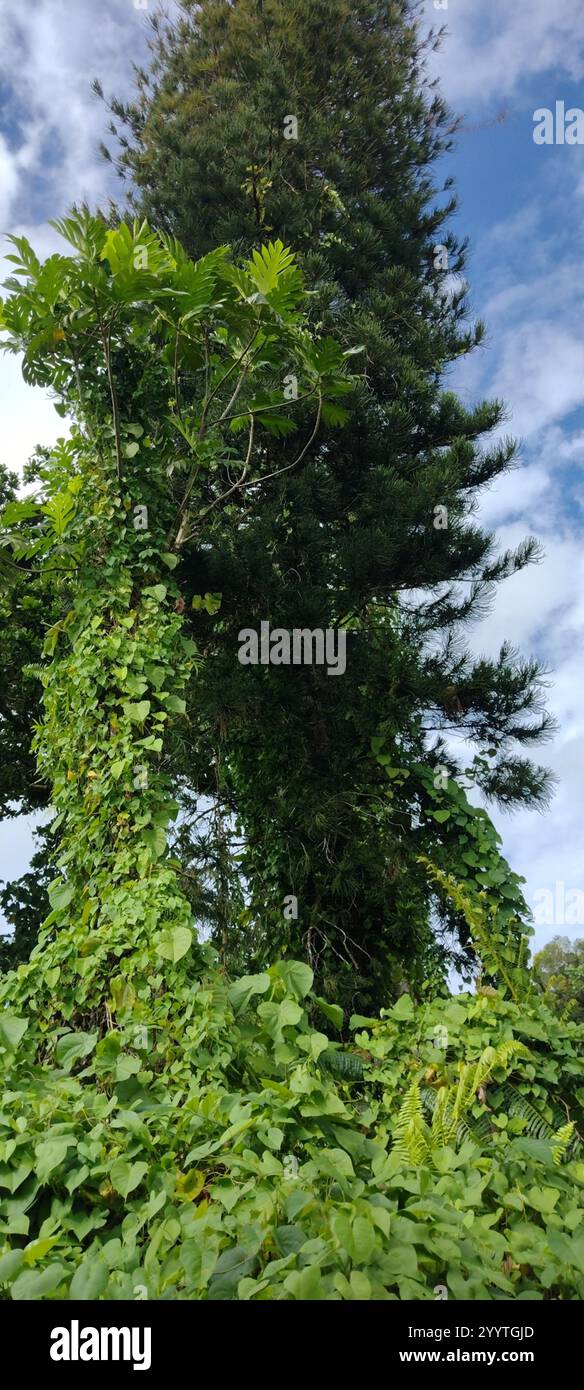 Cook pine (Araucaria columnaris Stock Photo - Alamy