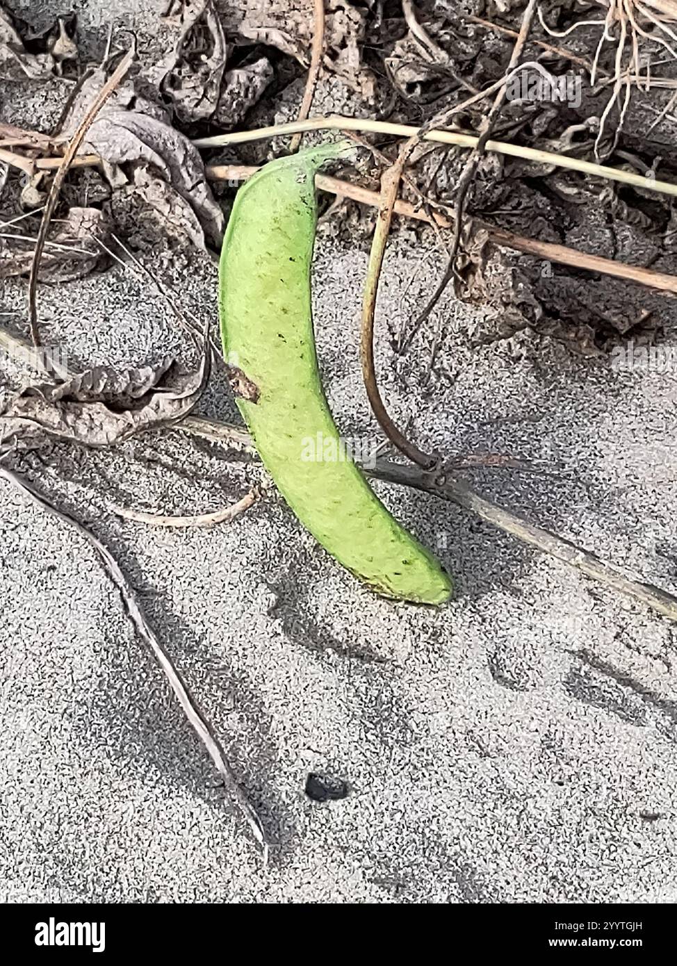 Beach Bean (Canavalia rosea Stock Photo - Alamy