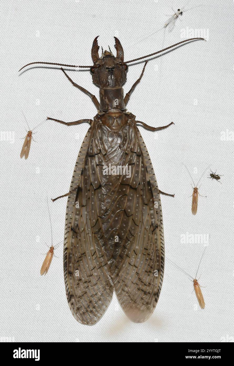 Eastern Dobsonfly (Corydalus cornutus Stock Photo - Alamy