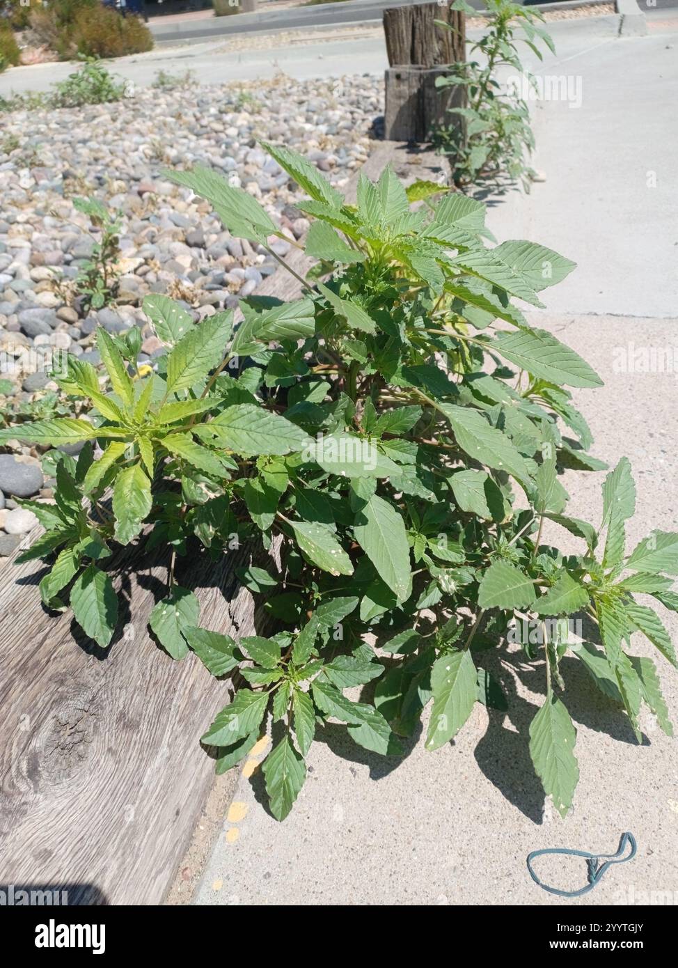 Amaranthus palmeri hi-res stock photography and images - Alamy