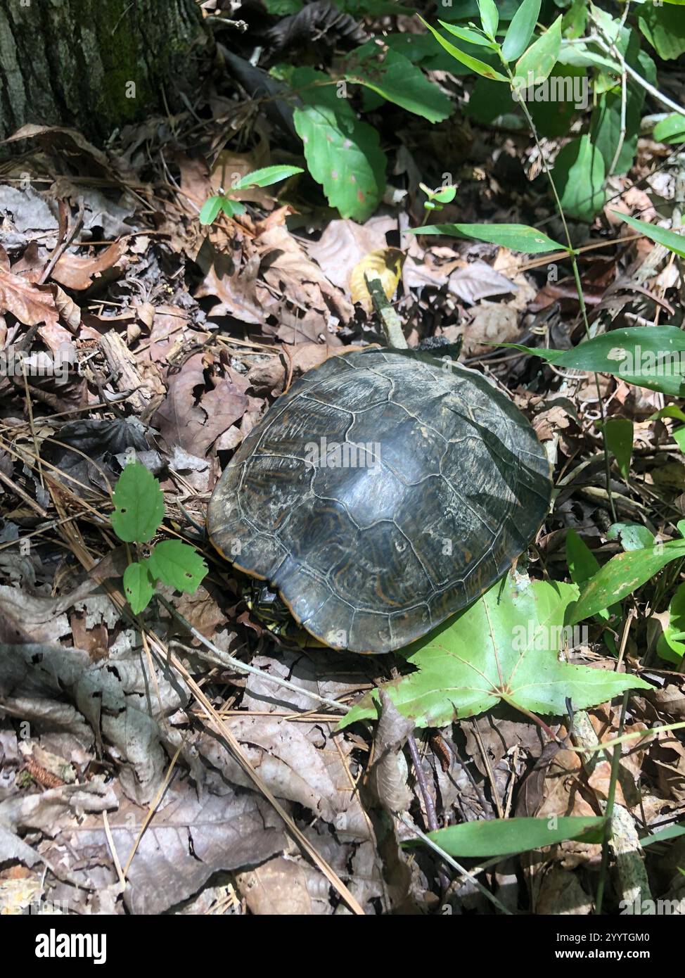 Pond Slider (Trachemys scripta Stock Photo - Alamy