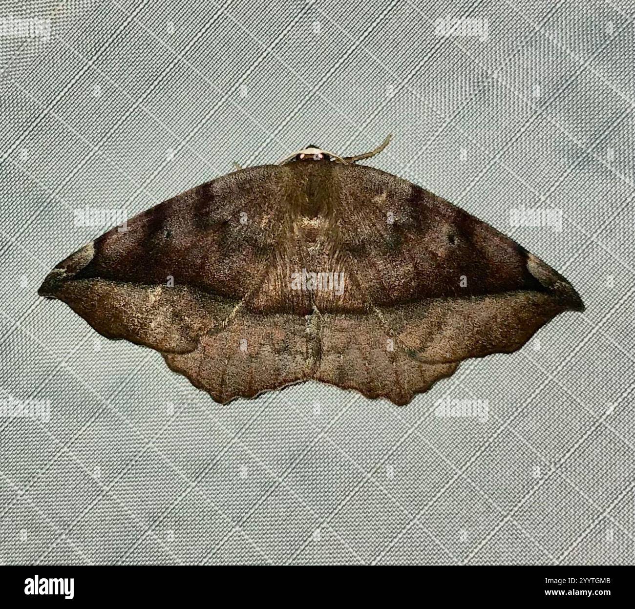 Curved-toothed Geometer Moth (Eutrapela clemataria Stock Photo - Alamy