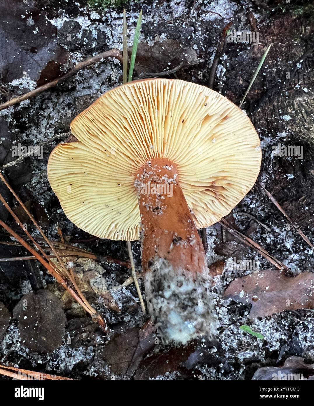 Weeping milk cap hi-res stock photography and images - Alamy