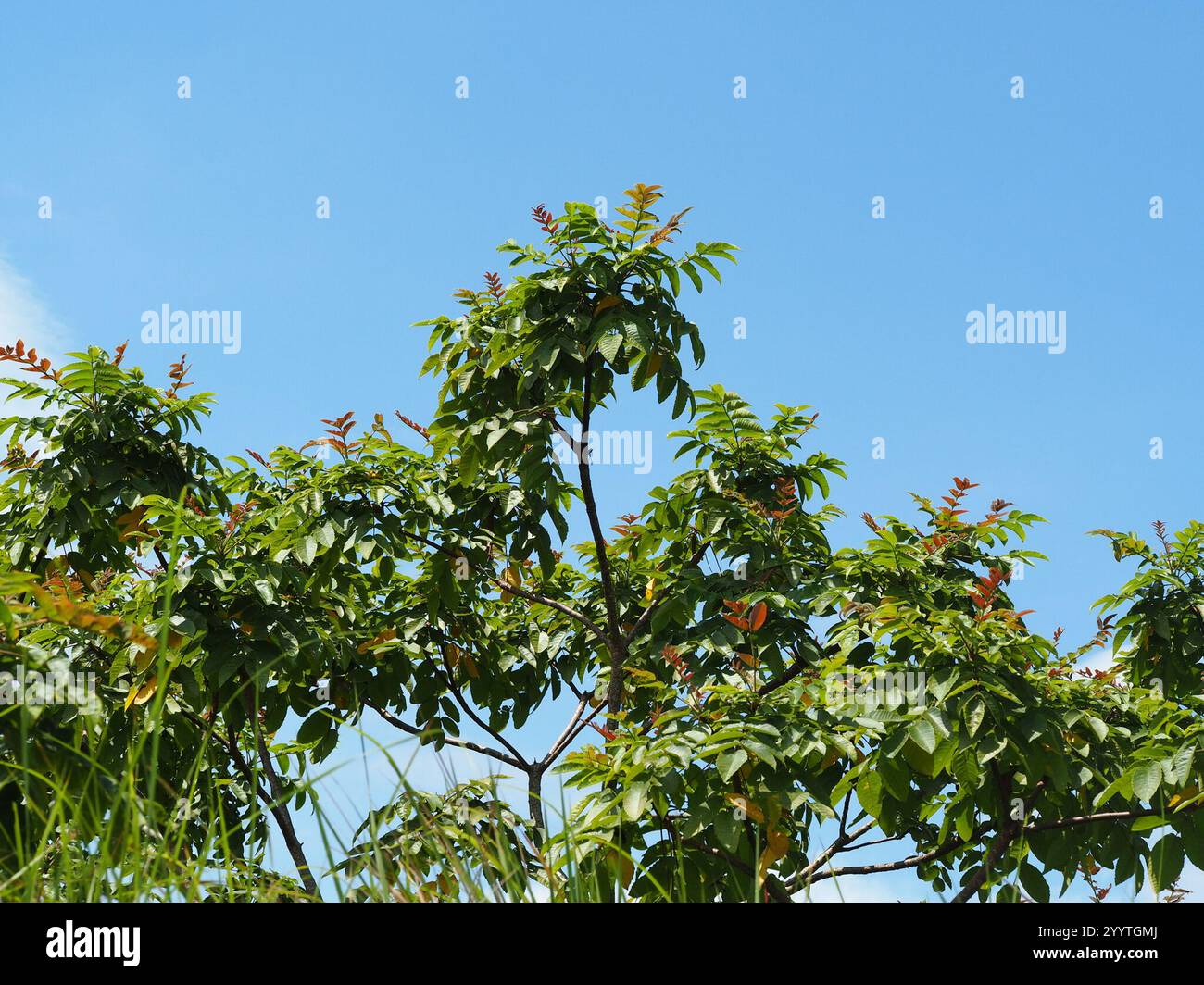 (Rhus chinensis roxburghii Stock Photo - Alamy