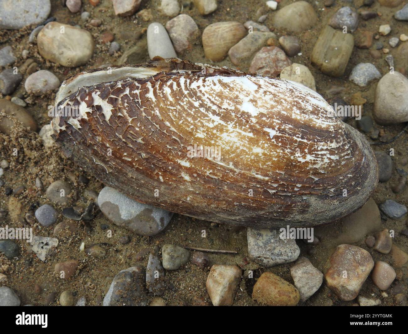 Black Sandshell (Ligumia recta Stock Photo - Alamy