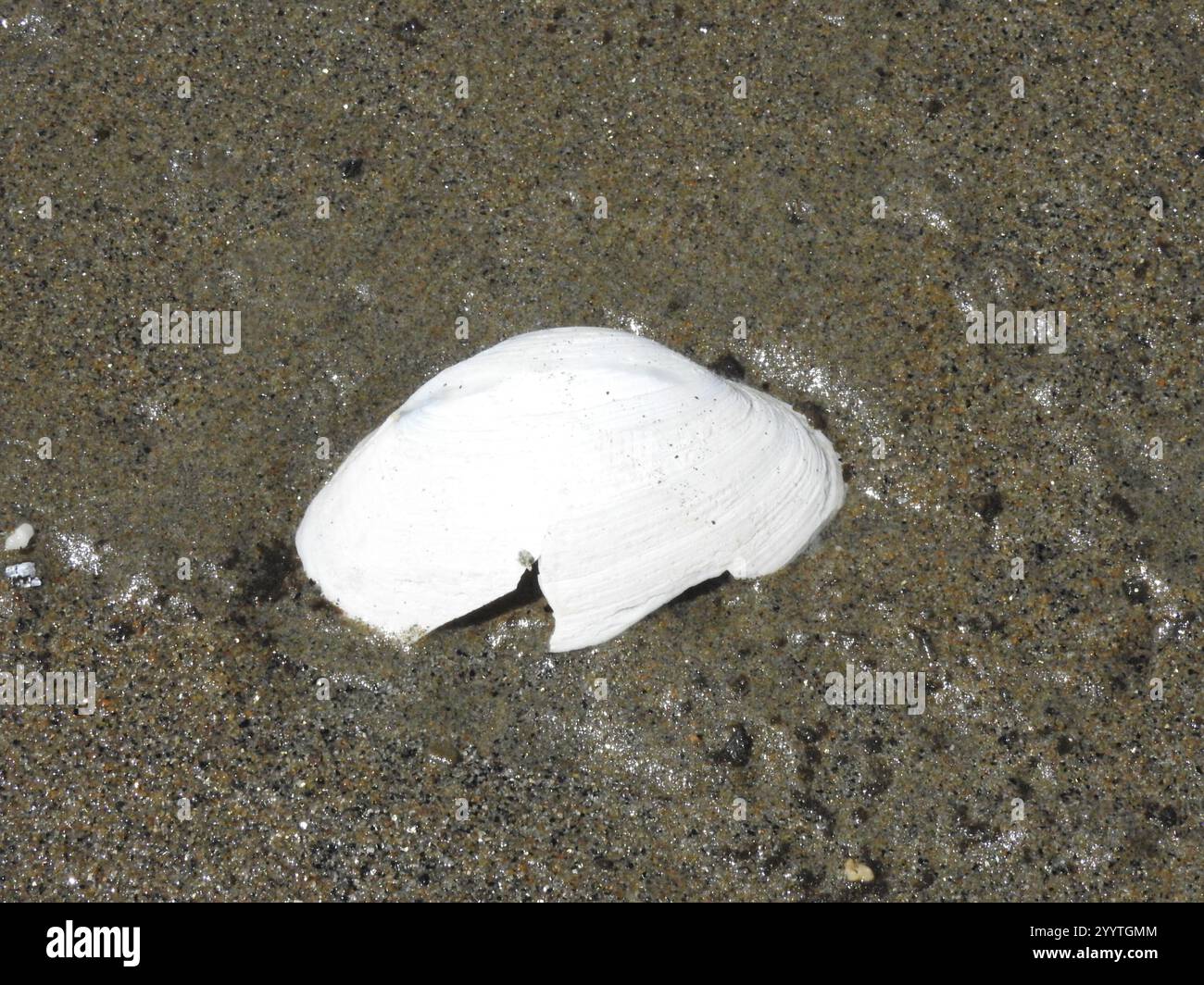 Trough shells hi-res stock photography and images - Alamy