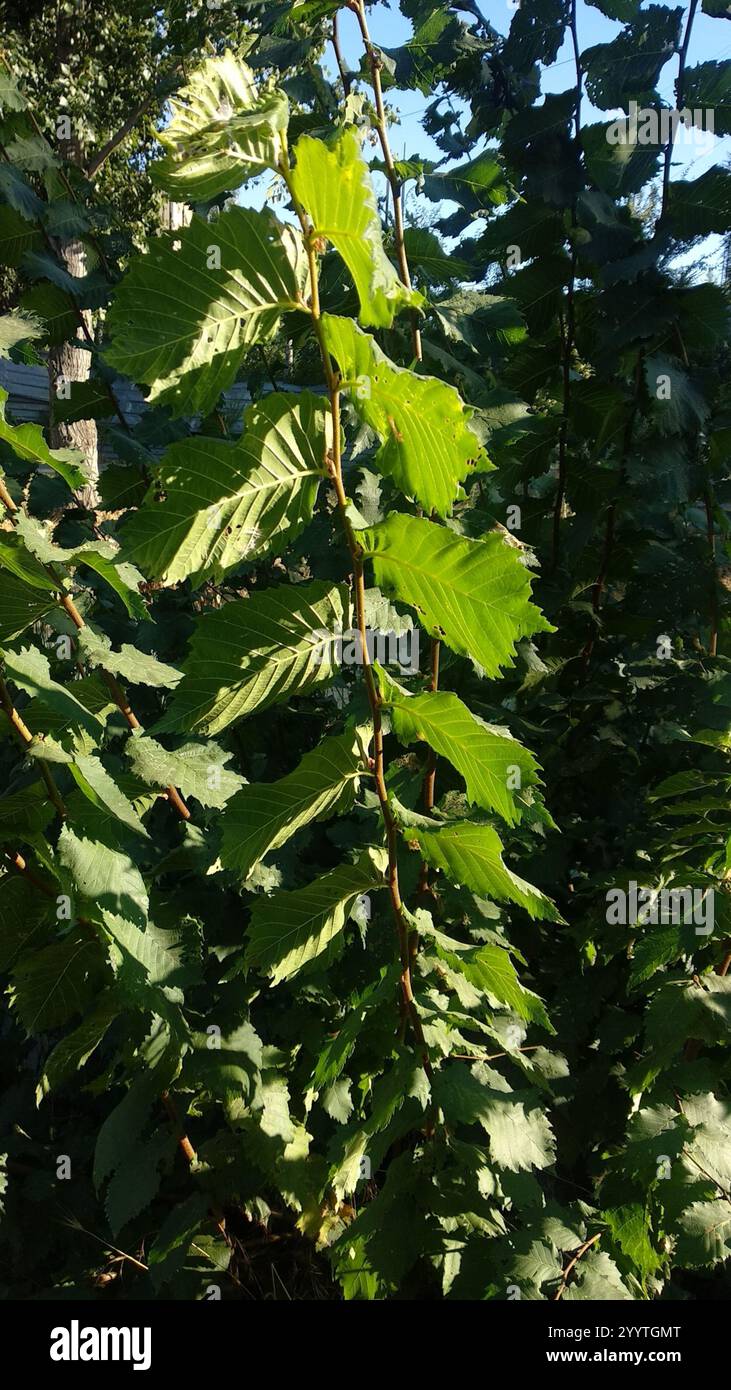 Wych Elm (Ulmus glabra Stock Photo - Alamy