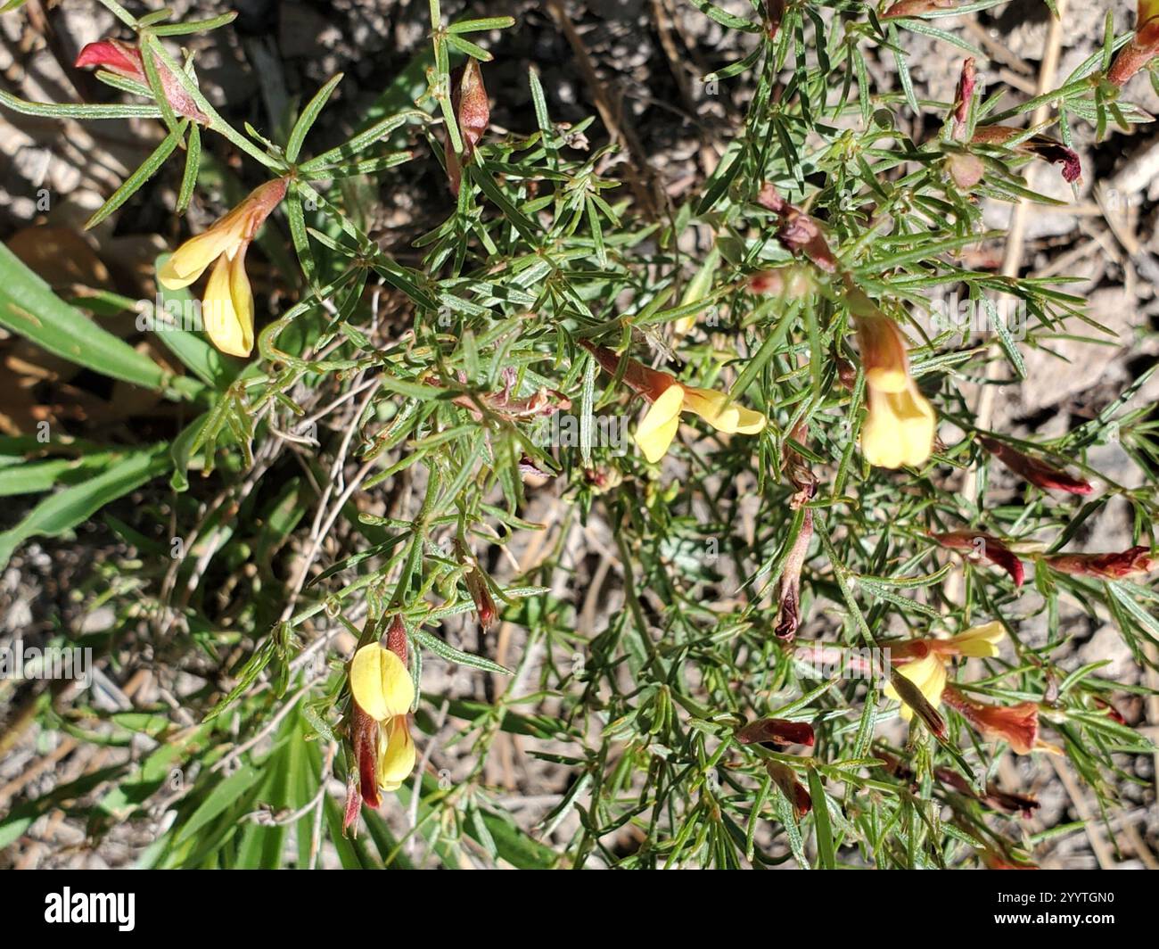 Wright's Deervetch (Acmispon wrightii Stock Photo - Alamy