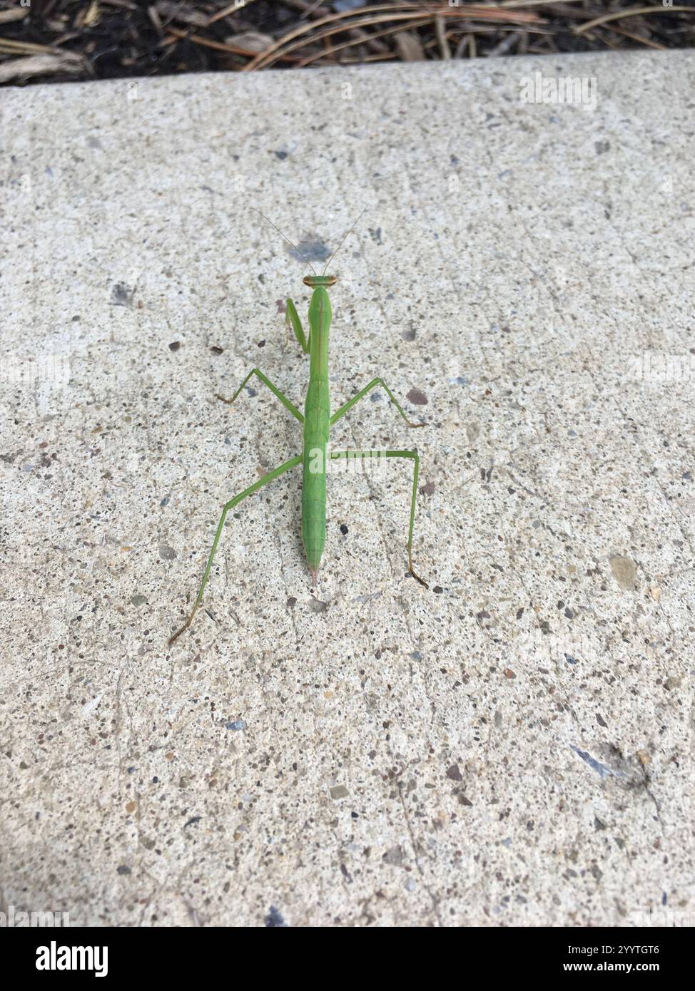 Chinese Mantis (Tenodera sinensis Stock Photo - Alamy