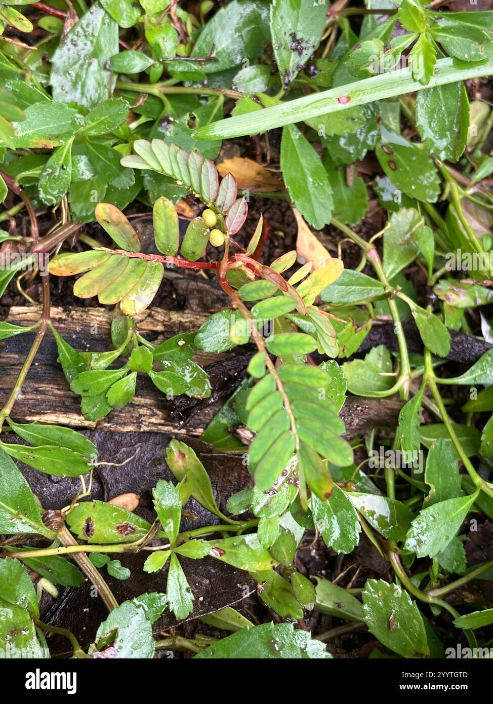 Chamberbitter (Phyllanthus urinaria Stock Photo - Alamy