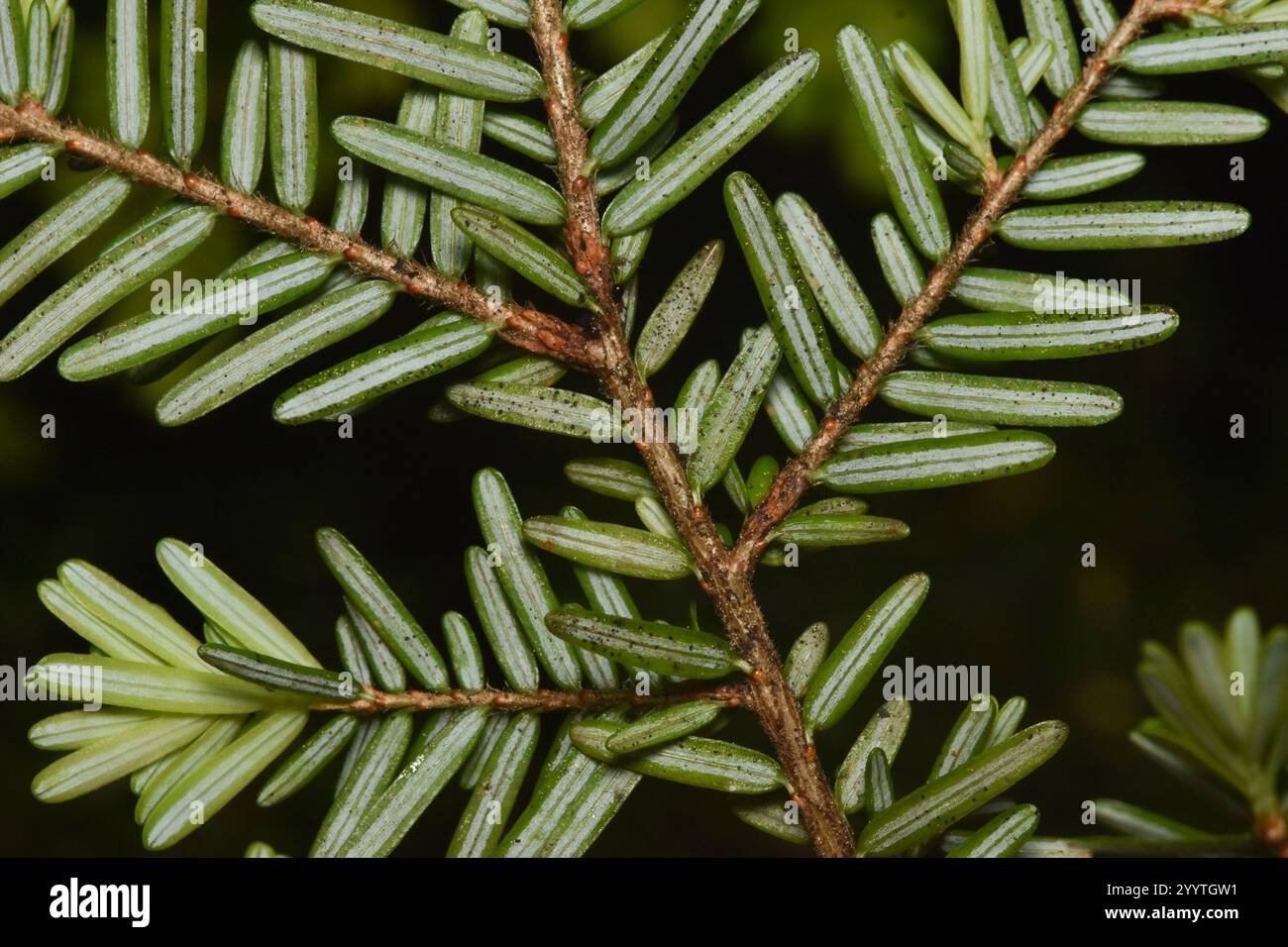 western hemlock (Tsuga heterophylla Stock Photo - Alamy