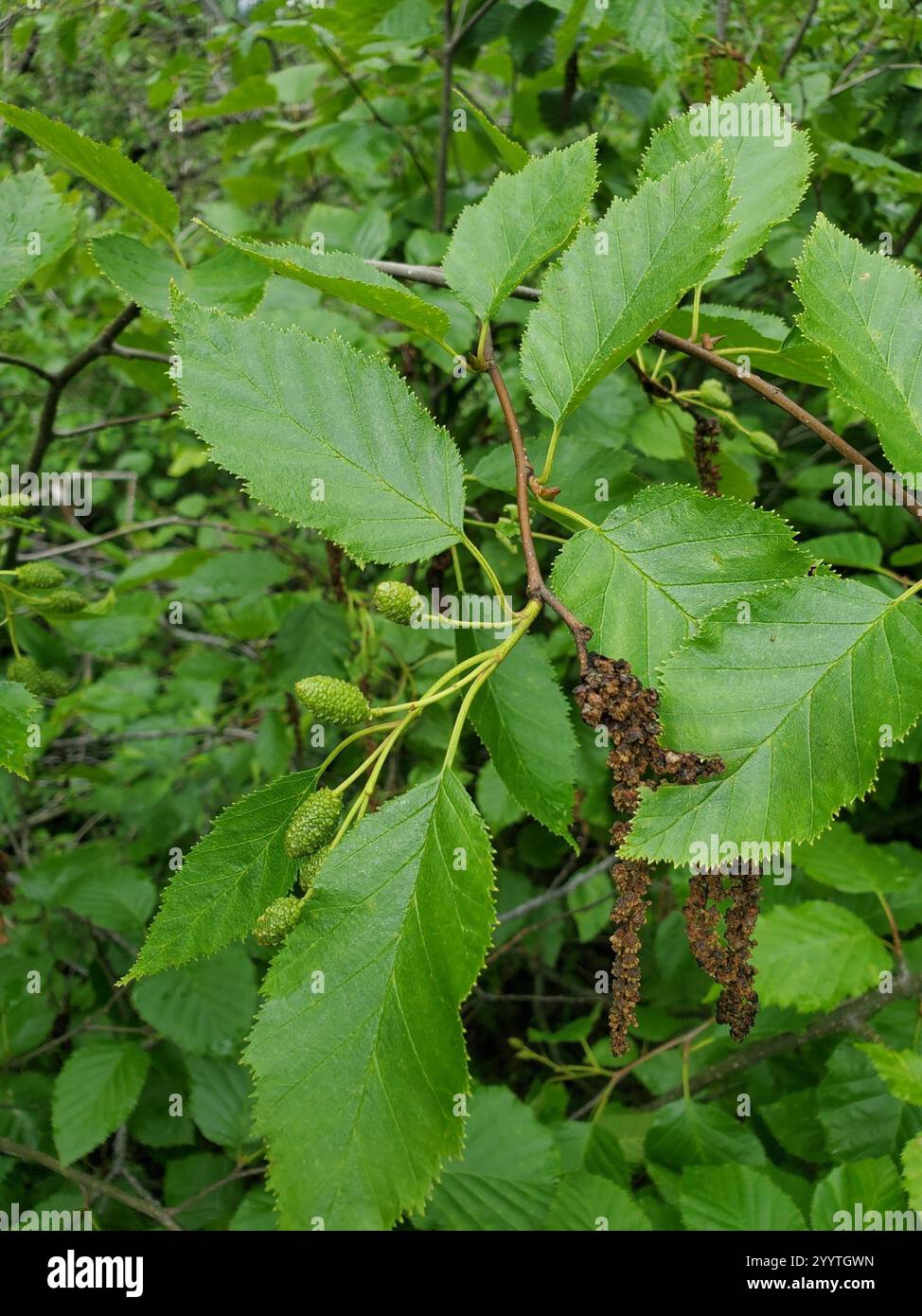 green alder (Alnus alnobetula Stock Photo - Alamy