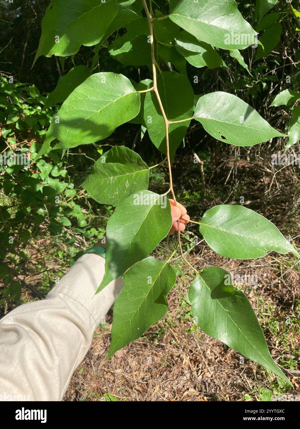 Osage-orange (Maclura pomifera Stock Photo - Alamy