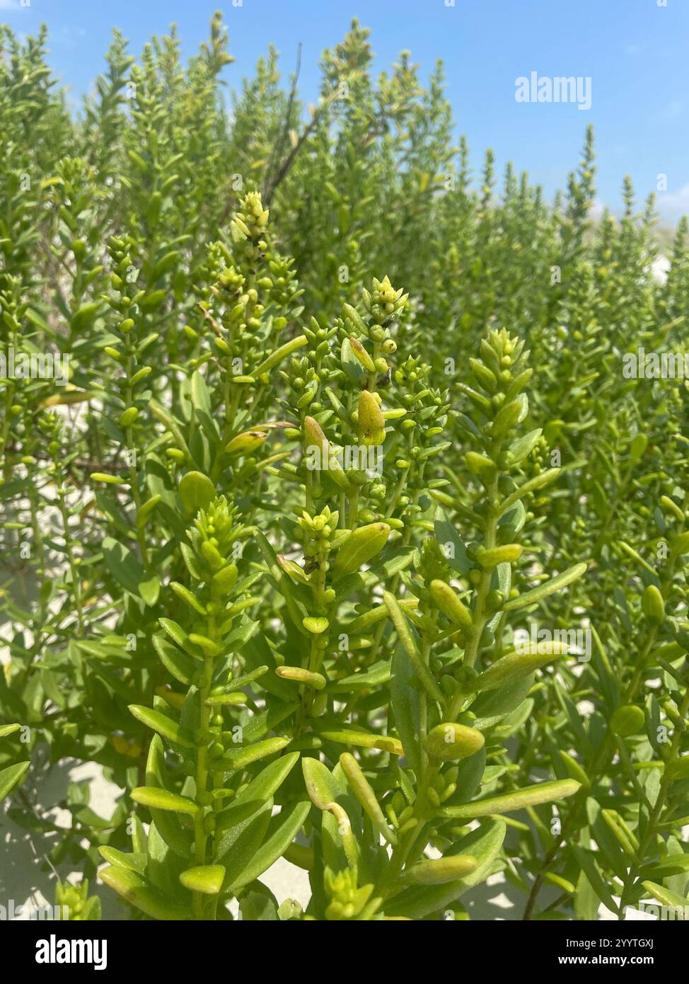 Marsh elders (Iva Stock Photo - Alamy