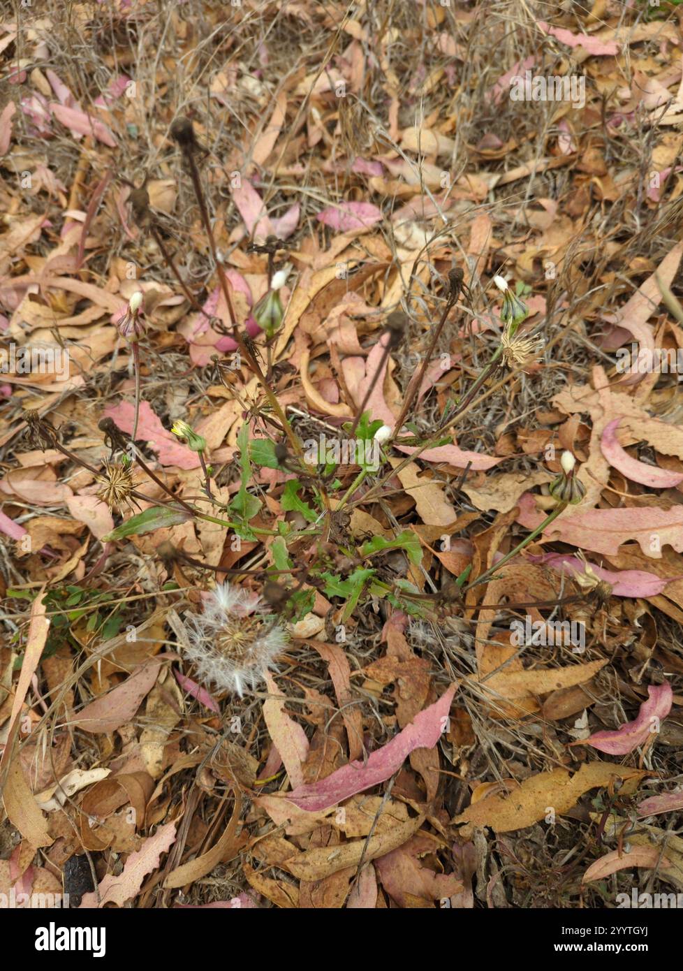 False Hawkbit (Urospermum picroides Stock Photo - Alamy