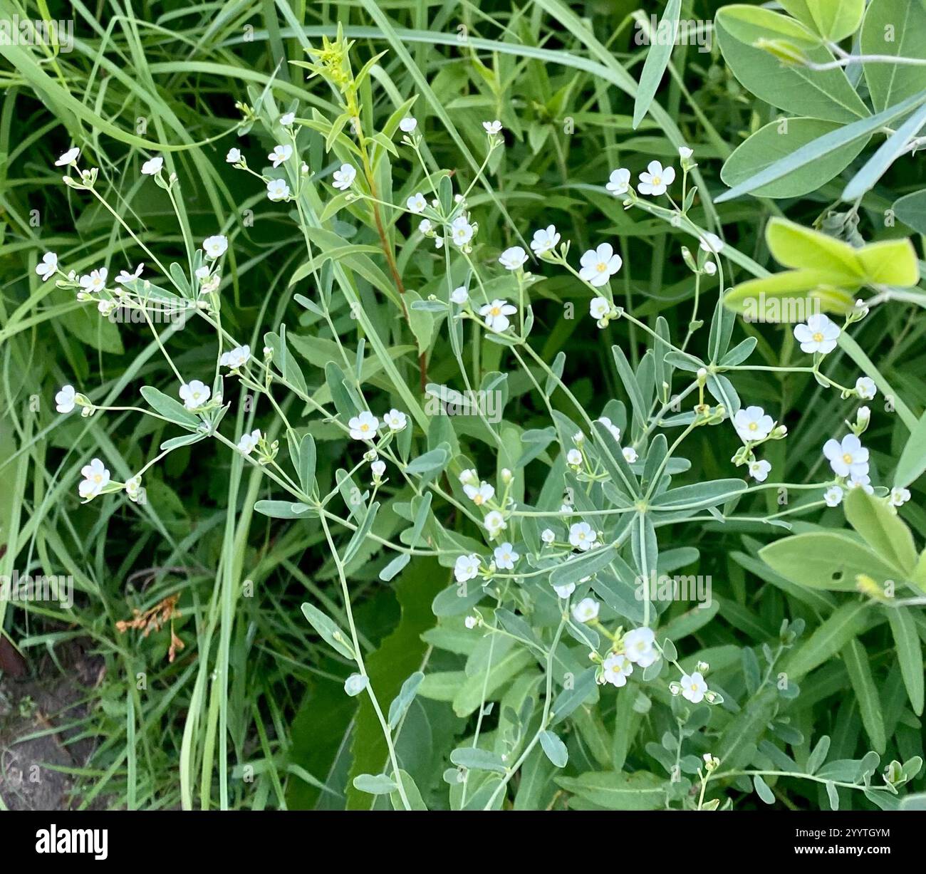 flowering spurge (Euphorbia corollata Stock Photo - Alamy