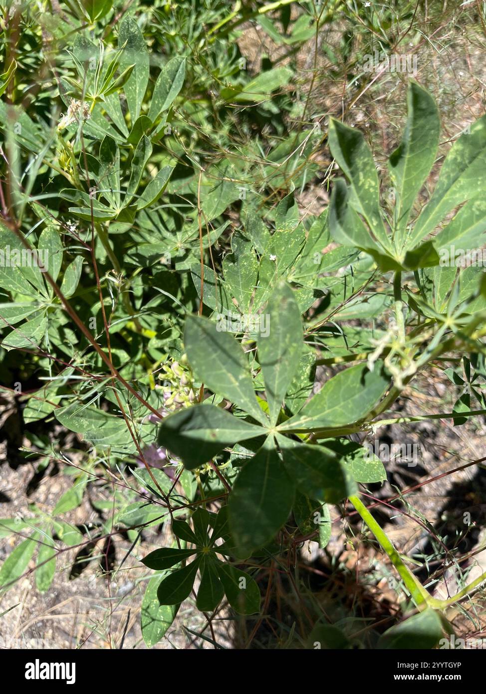 Broadleaf Lupine (Lupinus latifolius Stock Photo - Alamy