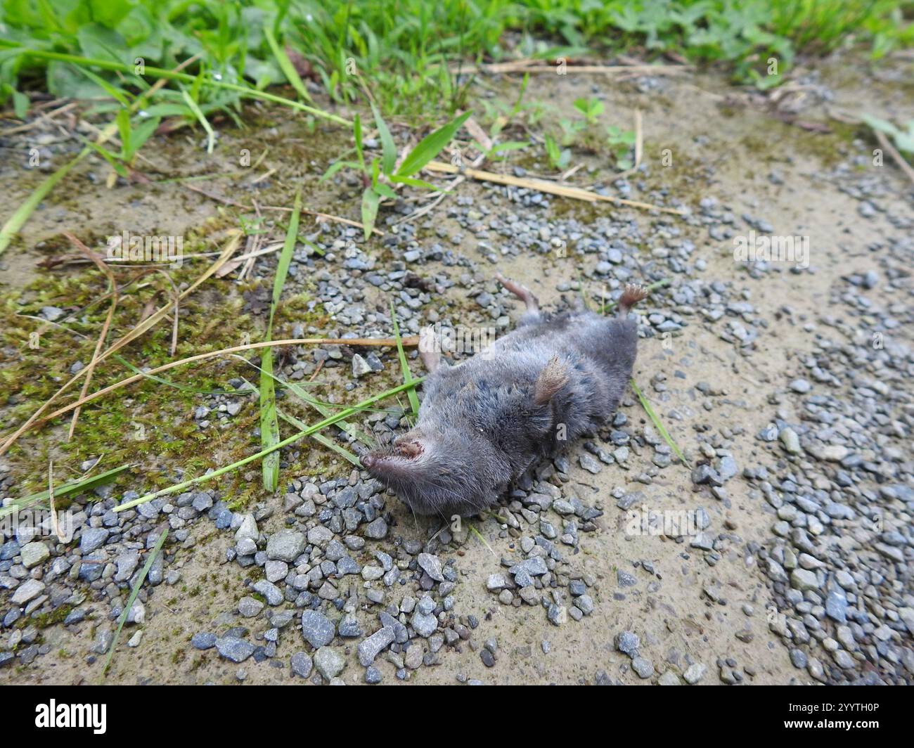 Short-tailed and Small-eared Shrews (Blarinini Stock Photo - Alamy