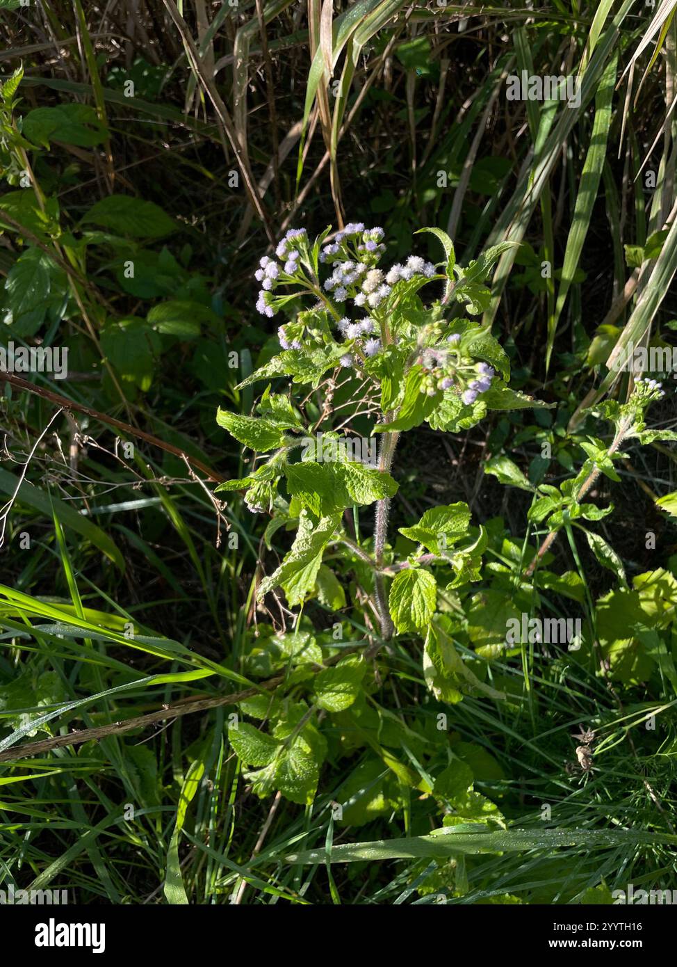 billygoat weed (Ageratum conyzoides Stock Photo - Alamy