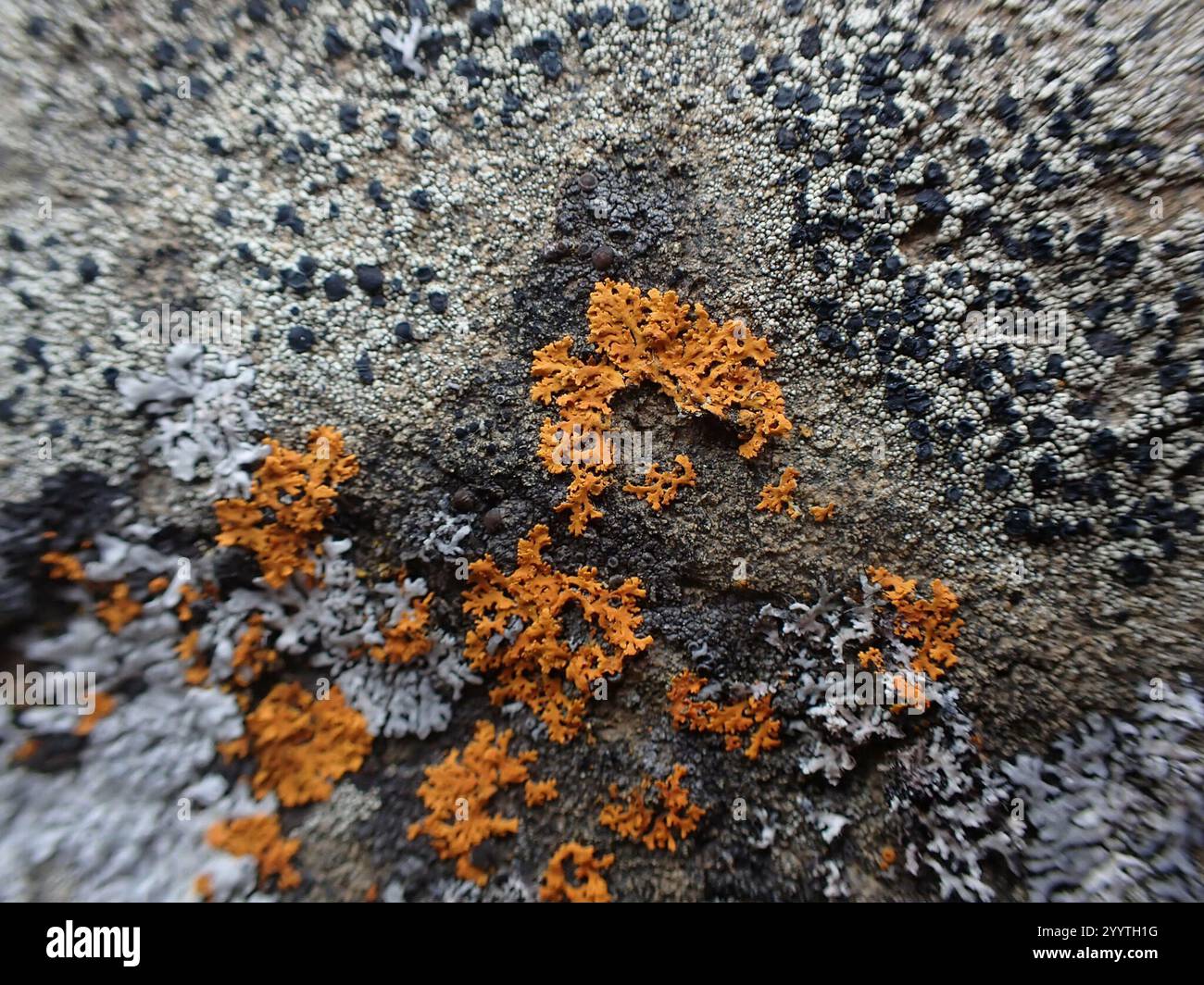Shrubby Sunburst Lichen (Polycauliona candelaria Stock Photo - Alamy