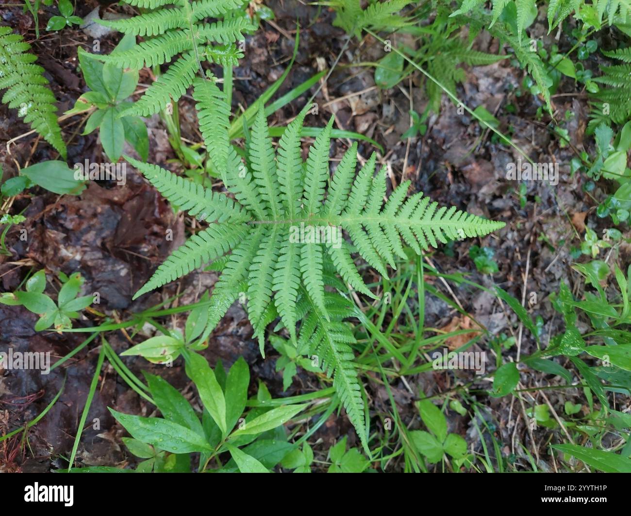 long beech fern (Phegopteris connectilis Stock Photo - Alamy