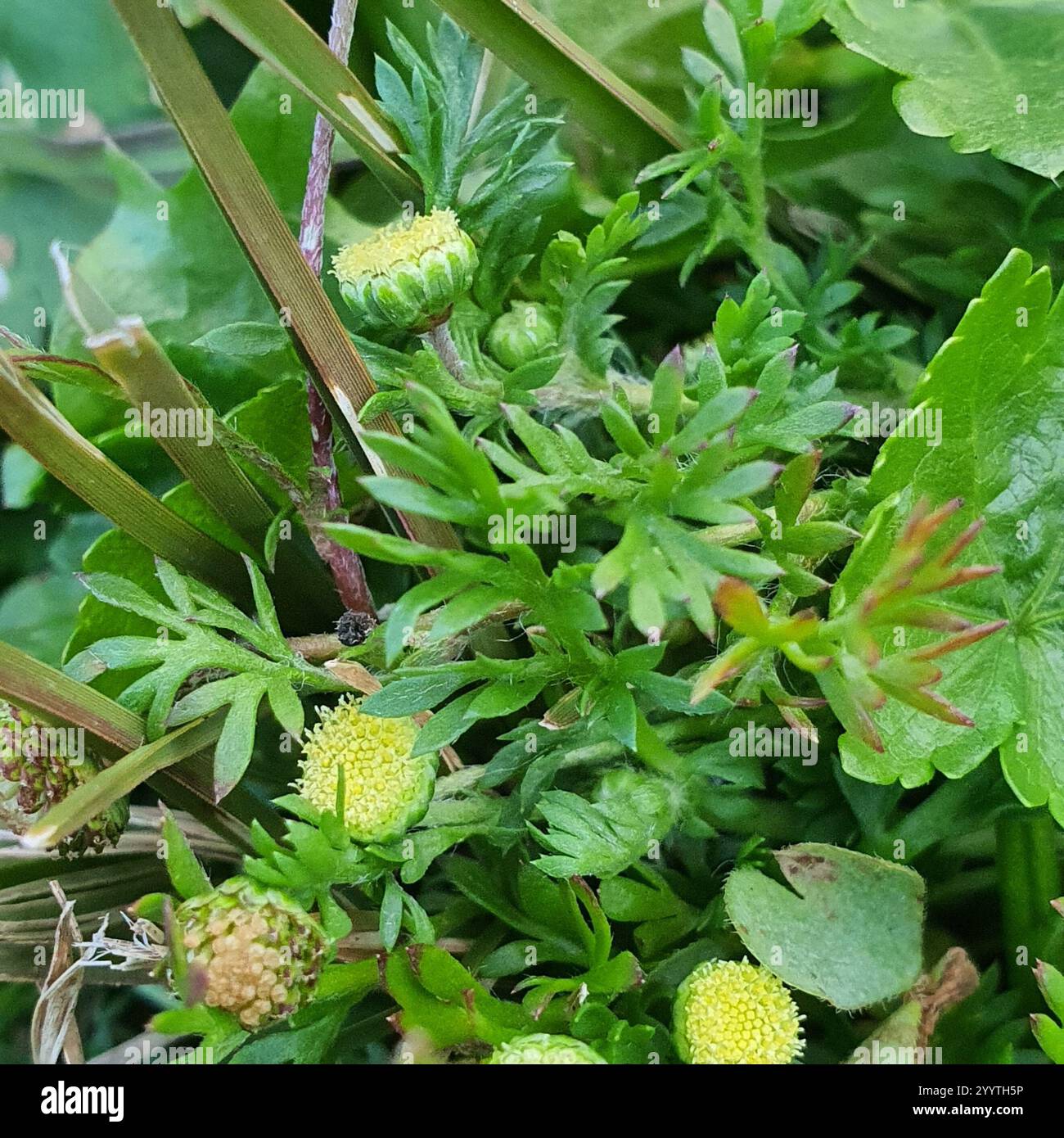 Common Cotula (Cotula australis Stock Photo - Alamy